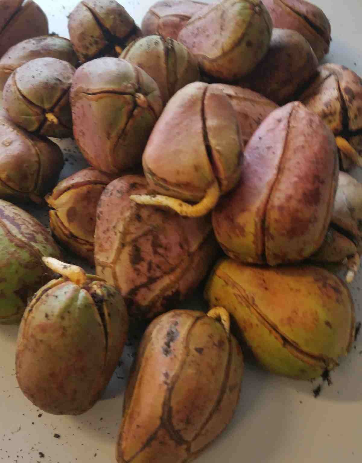 Kola Nut Tree Cola Nitida Kola Nut (plant) | Herbalistics