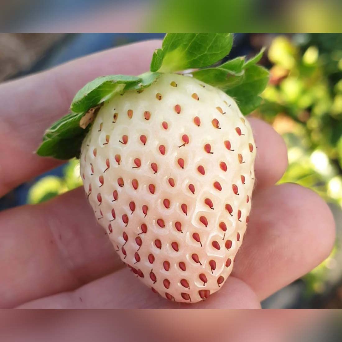 White Alpine Strawberry Seeds