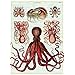 Amazon.com: Cavallini Decorative Paper - Octopods 20"x28" Sheet ...