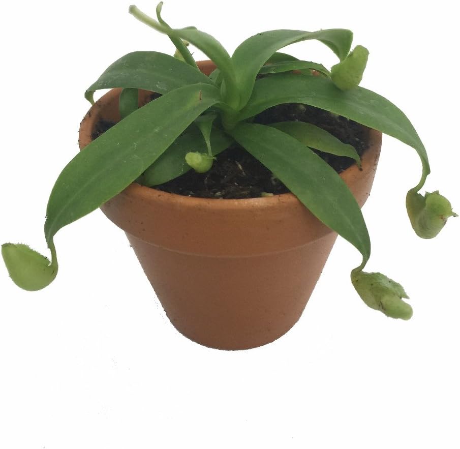 Amazon.com : Orange Pitcher Plant - Nepenthes - Carnivorous - 3" Clay ...