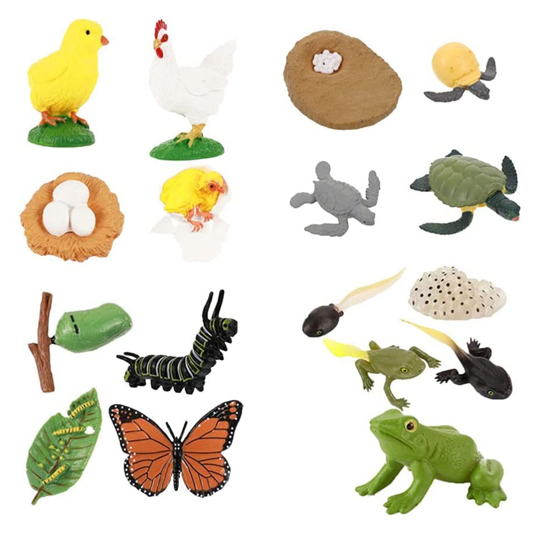 Rihnolet 17 Pcs Life Cycle Of Frog Butterflies Turtle Chicken ...