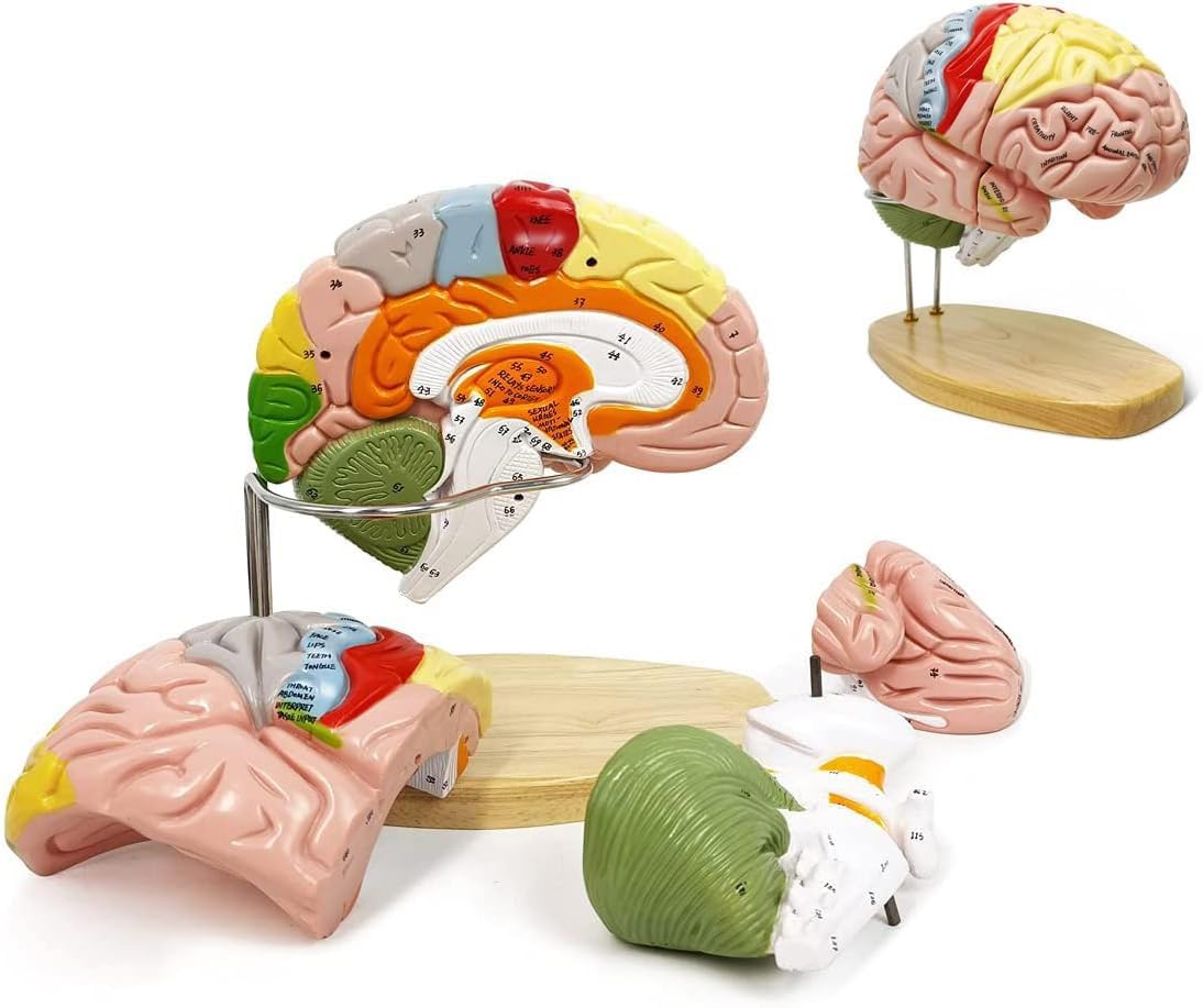 Buy RAYACO 1:2 Medical Anatomical Human Brain Model for Neuroscience ...
