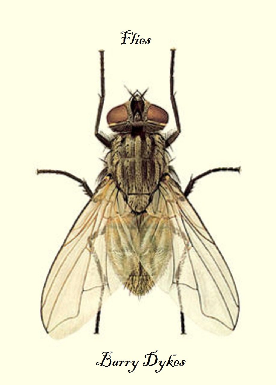 Amazon.com: Flies eBook : Dykes, Barry: Kindle Store