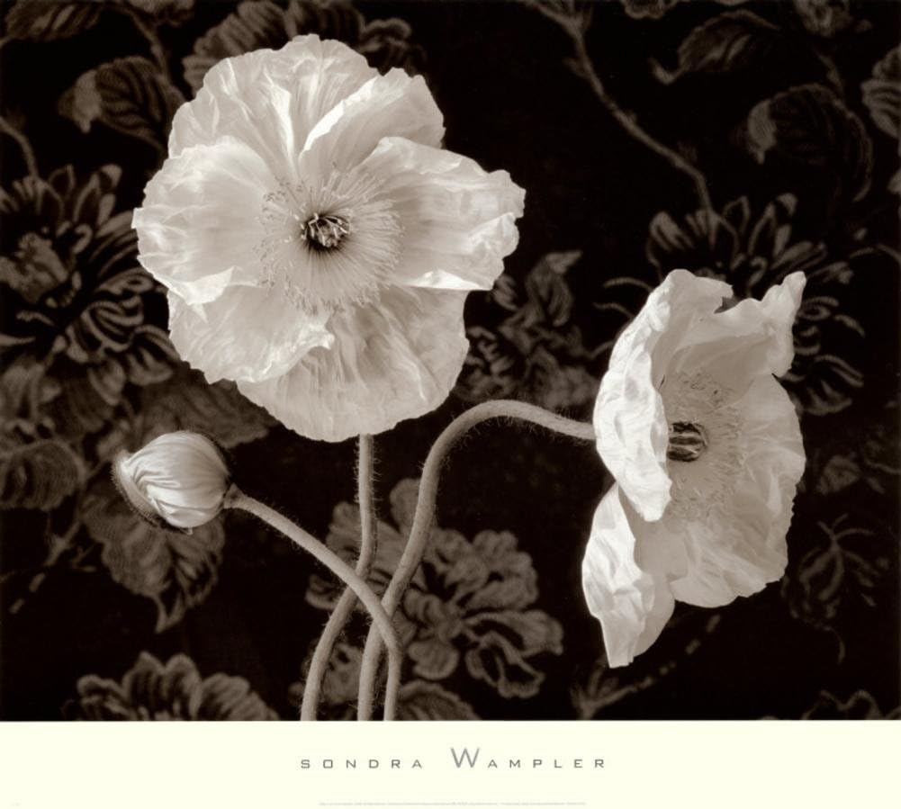 Poppy IV de Sondra Wampler Tirages d'Art Poster : Amazon.fr: Cuisine et ...
