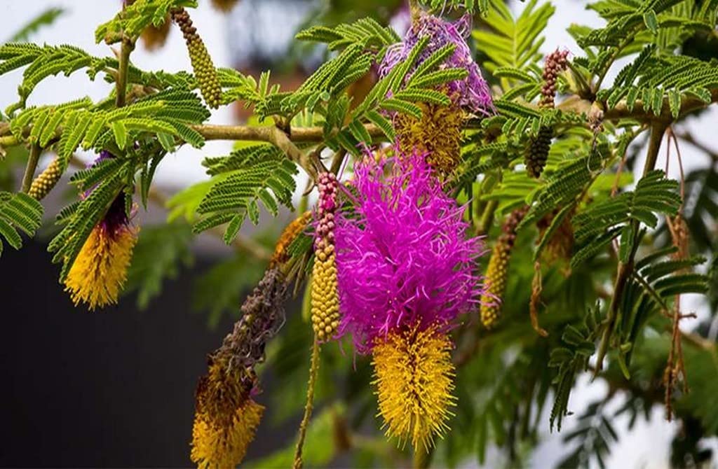 Creative Farmer Shami - Plant (Vanni Maram) Tree/Banni Tree/Vanni Maram ...