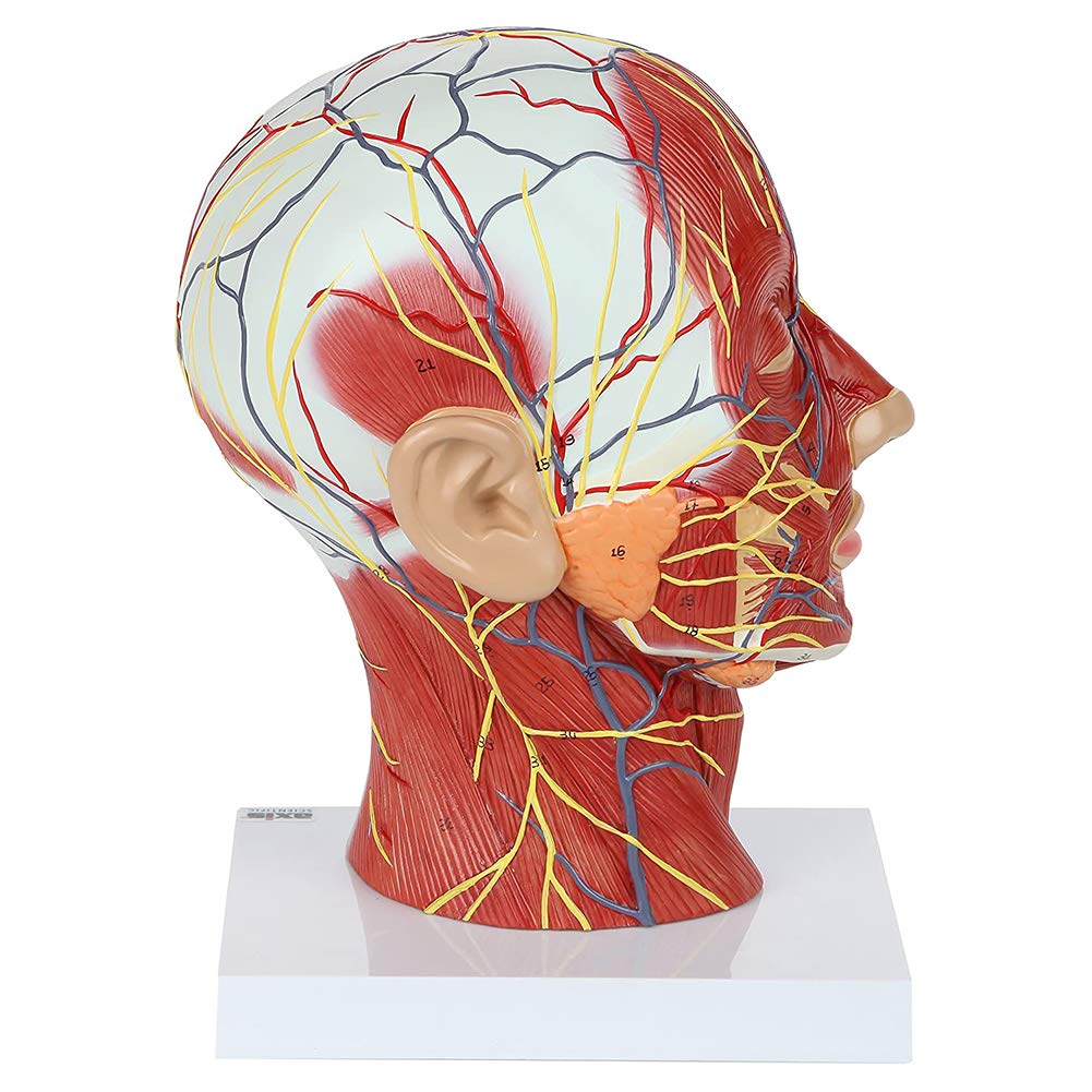 Human Head Model Anatomy Model Features Half Head Muscular Anatomy ...