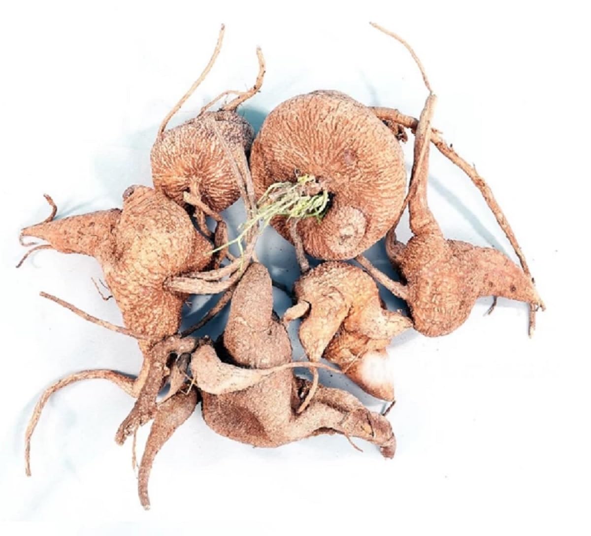 Buy Akasa Garudan Kilangu, 600gm to 900gm | al Salampanja Root | Karuda ...