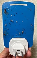 Amazon.com: Raid Essentials Flying Insect Light Trap Refills, 2 Light ...