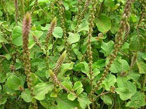 Apamarg (Achyranthes aspera), Live plant, 6 inch : Amazon.in: Garden ...