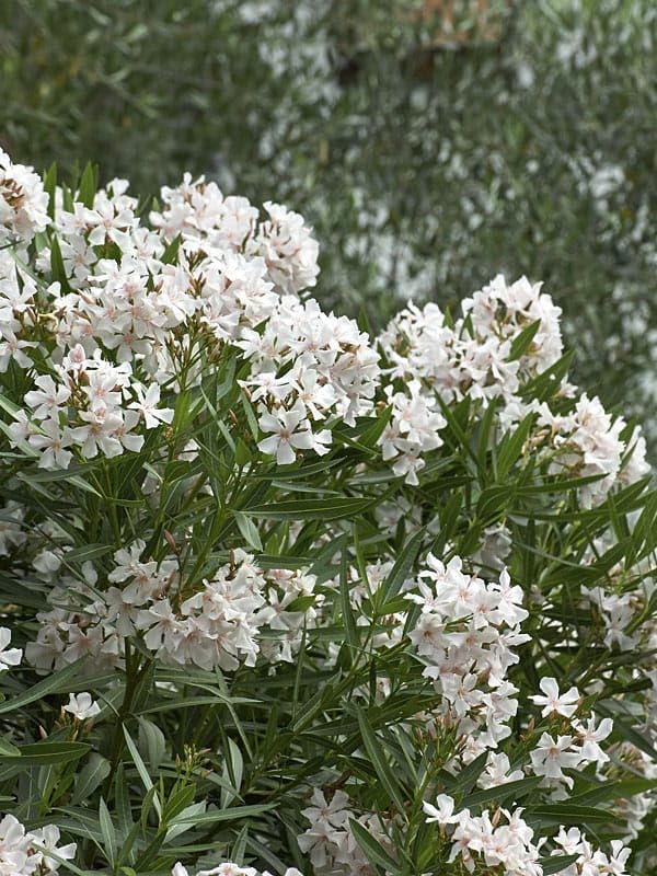 NEW DEBNATH NURSERY White karabi/pink Nerium/oleander flower/karabi ...