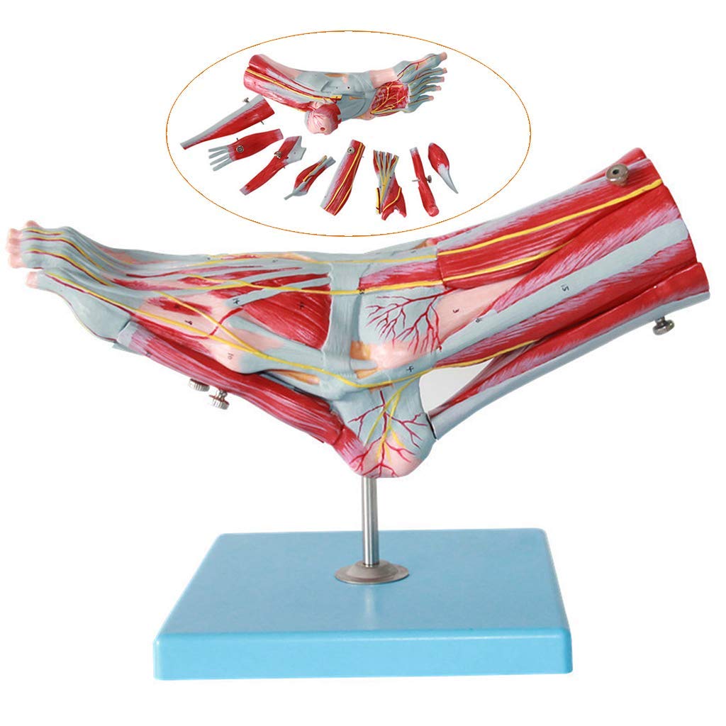 Buy Educational Model Medical Anatomical Foot Joint with Ligaments ...