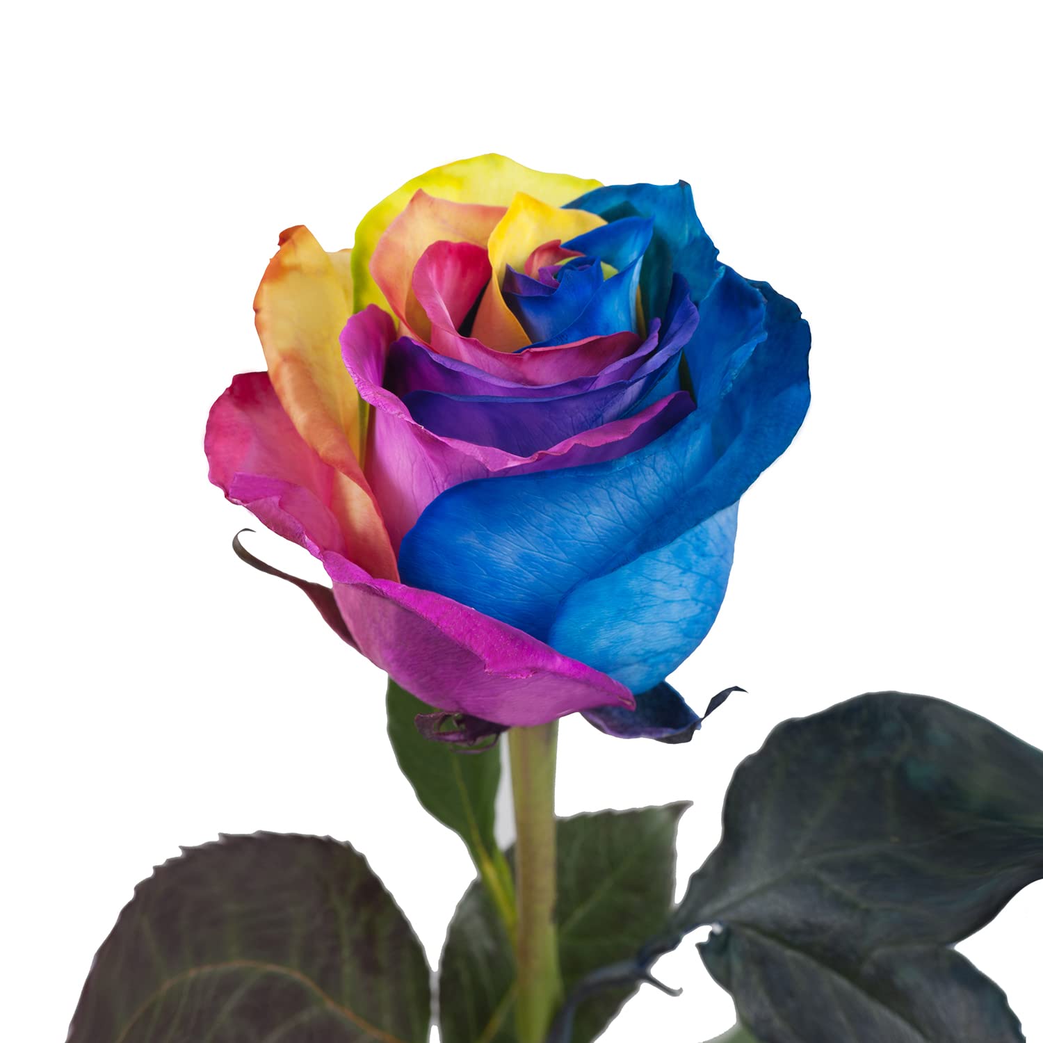 Natural Rainbow Rose