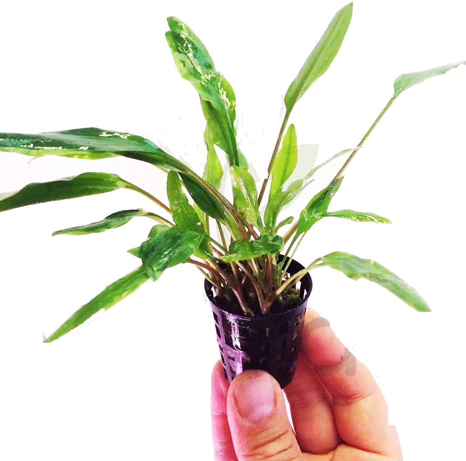Cryptocoryne Lutea
