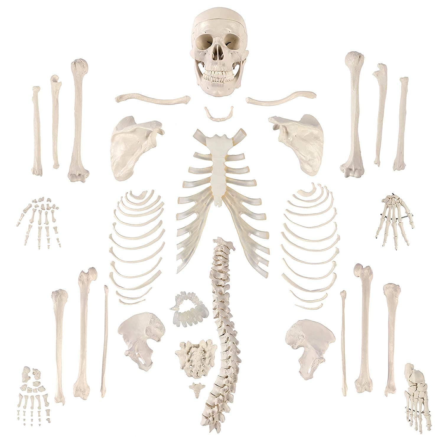 Buy Life Sized Disarticulated Human Skeleton, Full Anatomical Model ...