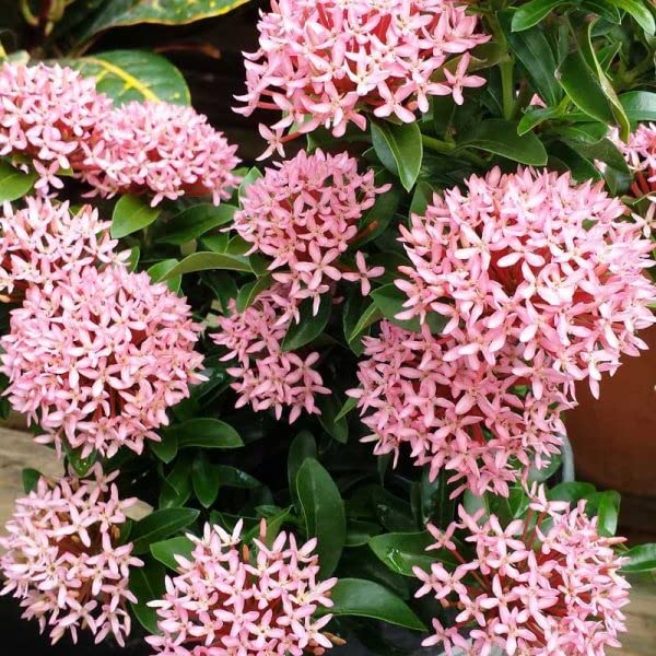 ONLINE PLANT BAZAR Ixora 'Dwarf Pink'(RANGAN) FLOWER LIVE PLANT ...