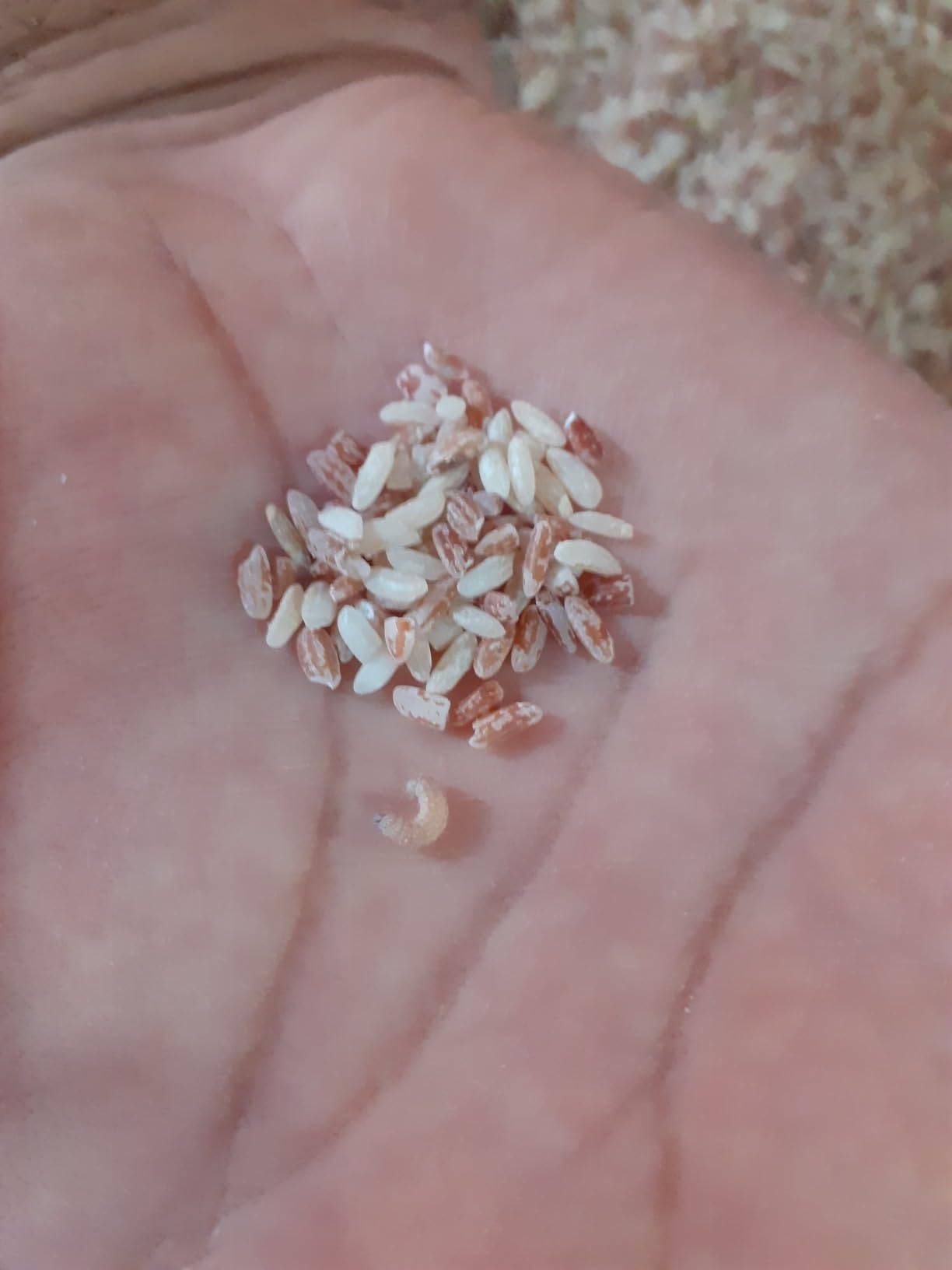 PRISTINE Fields of Gold Rajamudi Rice, 1kg : Amazon.in: Grocery ...