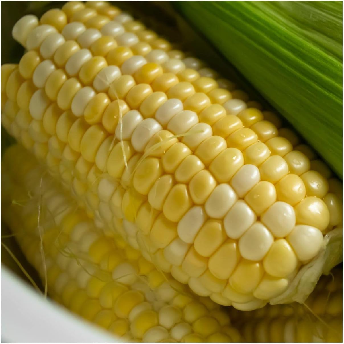 Semillas de maíz dulce híbridas Xtra Tender de 1 onza – Gold Vault Bulk ...