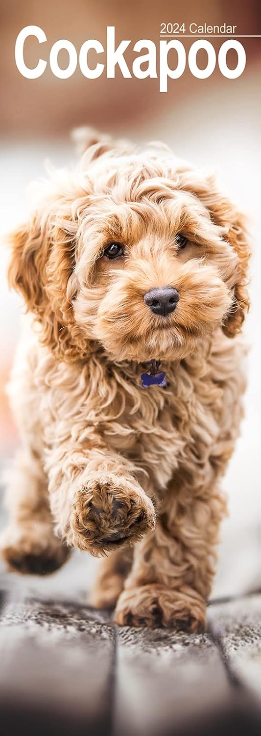 Amazon.com: Cockapoo Slim Calendar 2024 Dog Breed Slimline Calendar ...