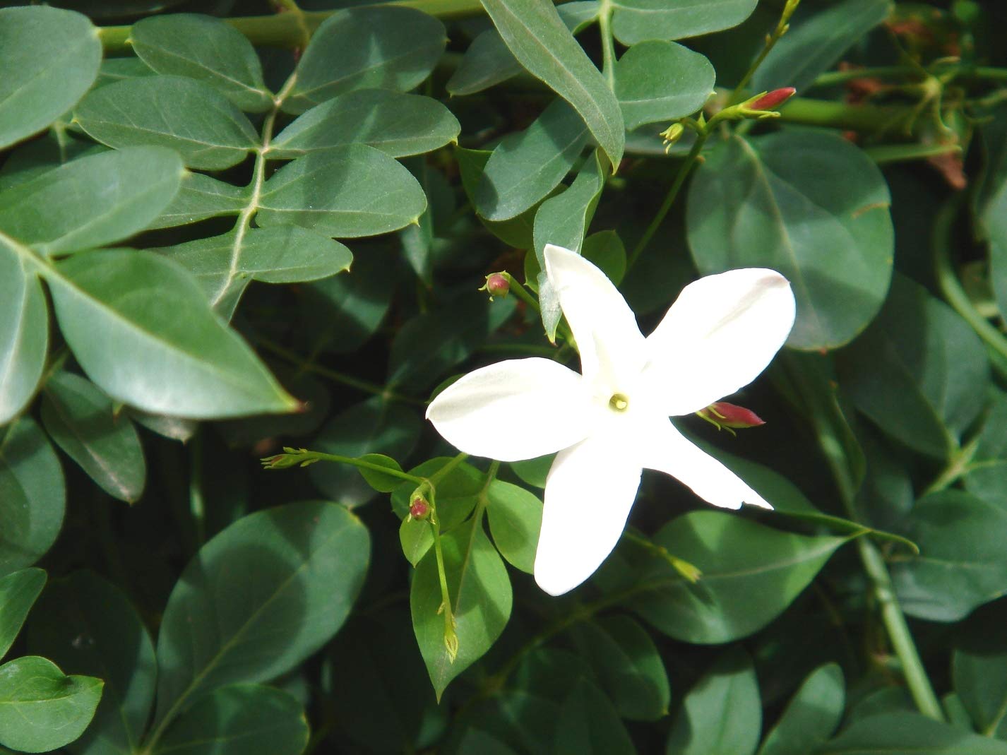 Plantzoin Royal jasmine Jati Jasminum grandiflorum Chameli Live Plant ...