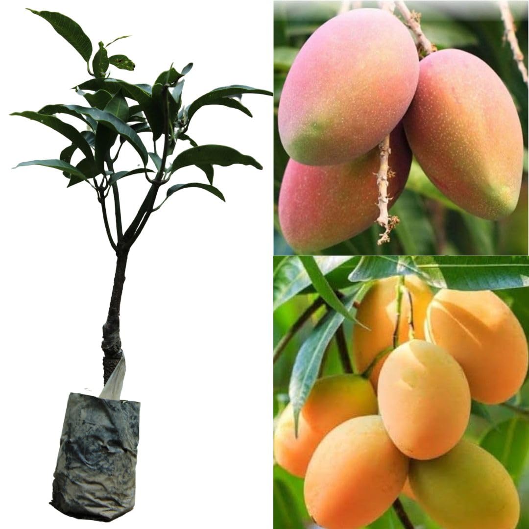 Mango plant hybrid all seasons,plant for all season hybrid mango (Pack ...