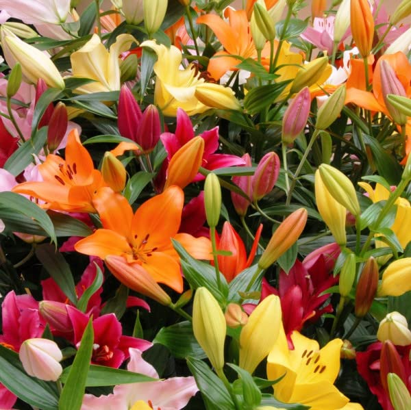 Asiatic Lily Mix Pack of 2 BY Zabbus Mixed : Amazon.in: Garden & Outdoors