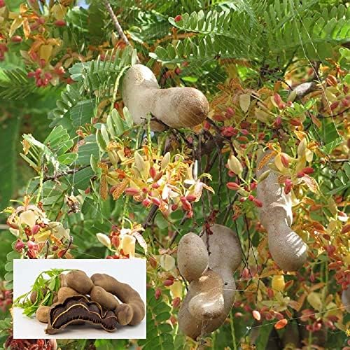 Thai Sweet and Red imli Tetul Plant HYBRID Grafted - Hot/Warm Growing ...