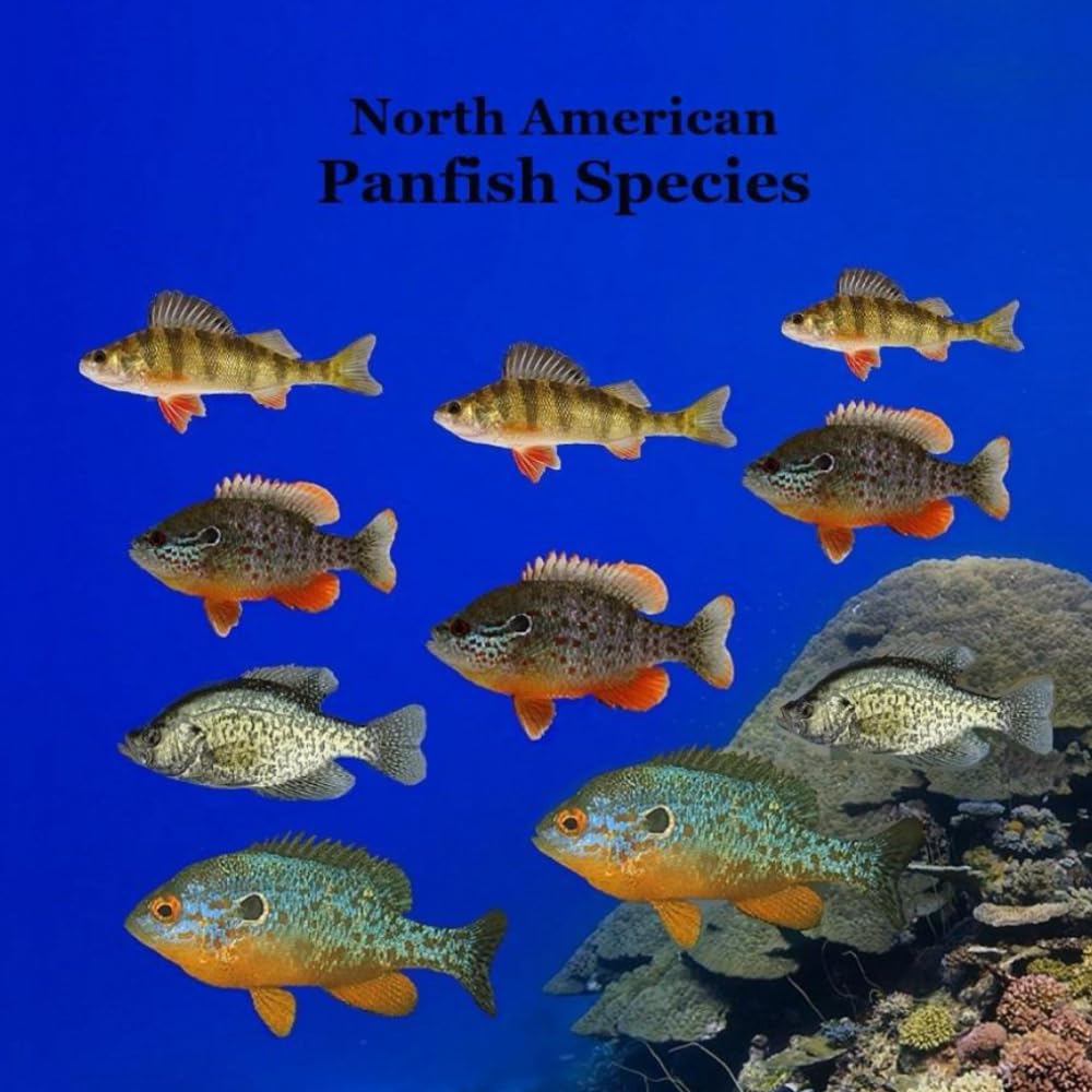 Panfish Species of North America Kids Book: Great Way for Kids to See ...