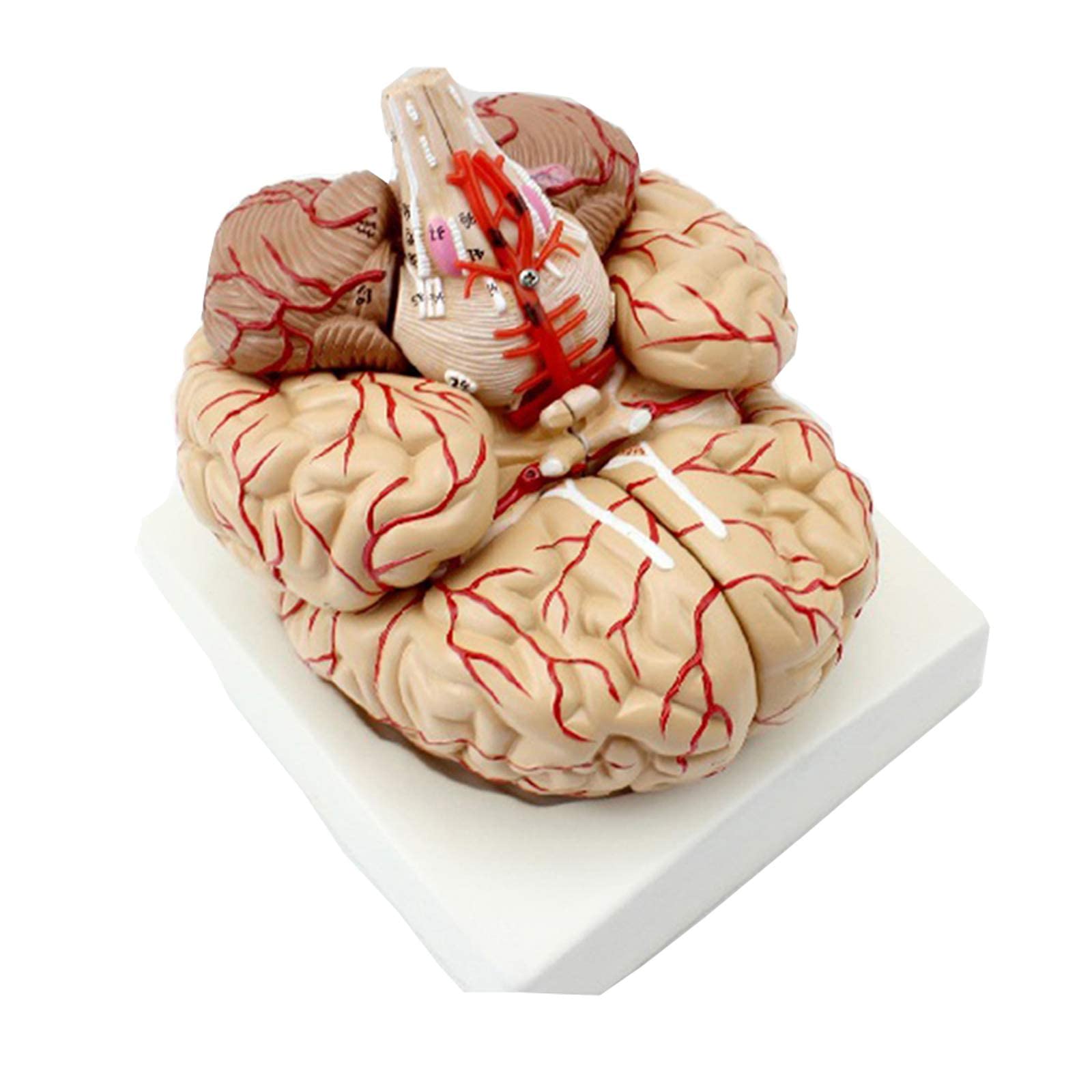 Buy Human Brain Model for Teaching Neuroscience with Vessels Life Size ...