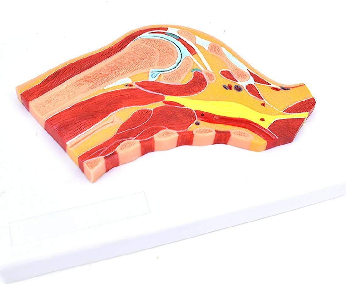 Buy Common Shoulder Skeletal Muscle Model, Joint Body Human Anatomy ...