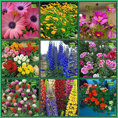 Seeds 35Pcs Mixed Cosmos Coreopsis Flowers Seeds Chrysanthemum Cosmos ...