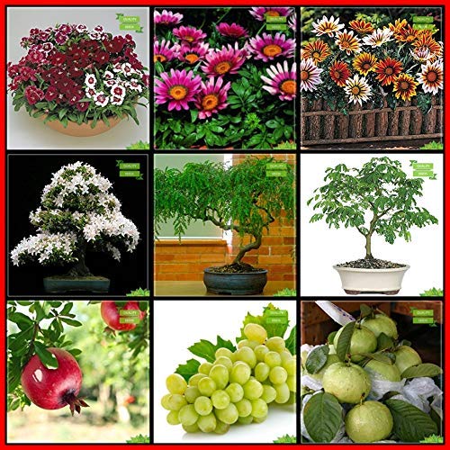 OhhSome Pomagranate, Grape, Thailand Guava, Orange Jasmine, Peltophorum ...
