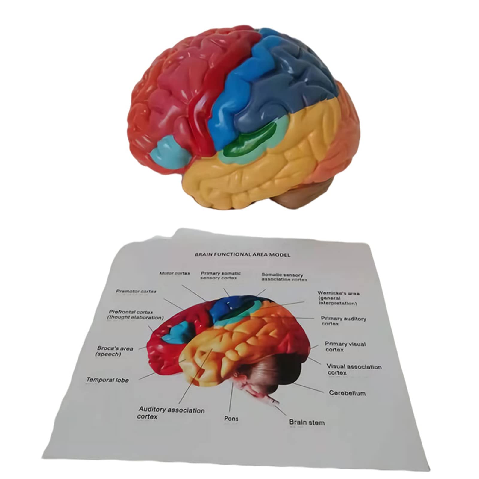 Life Size Human Brain Anatomical Model Anatomy 2 Part Model ...