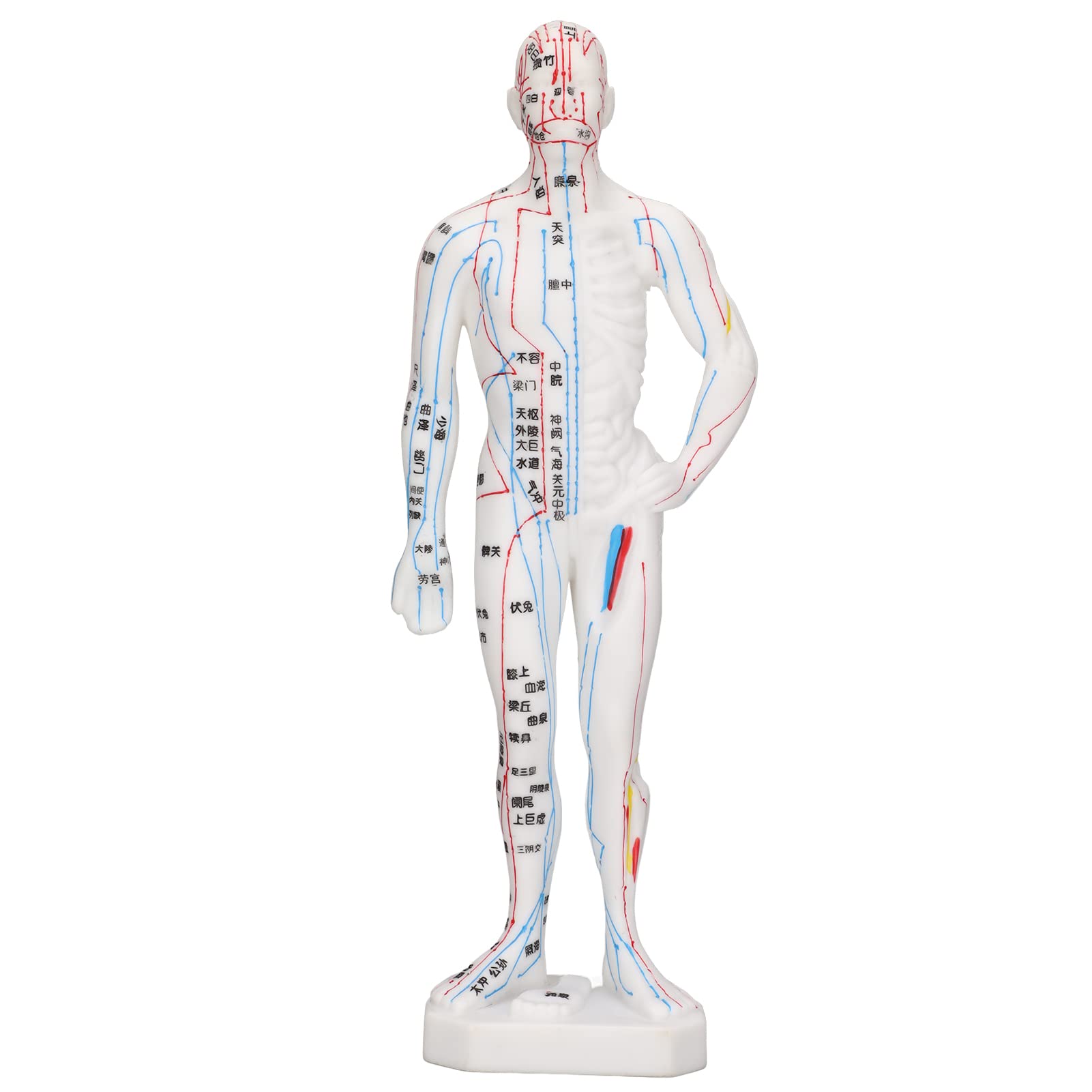 Male Acupuncture Model Acupuncture Points Chart Guide Acupuncture ...