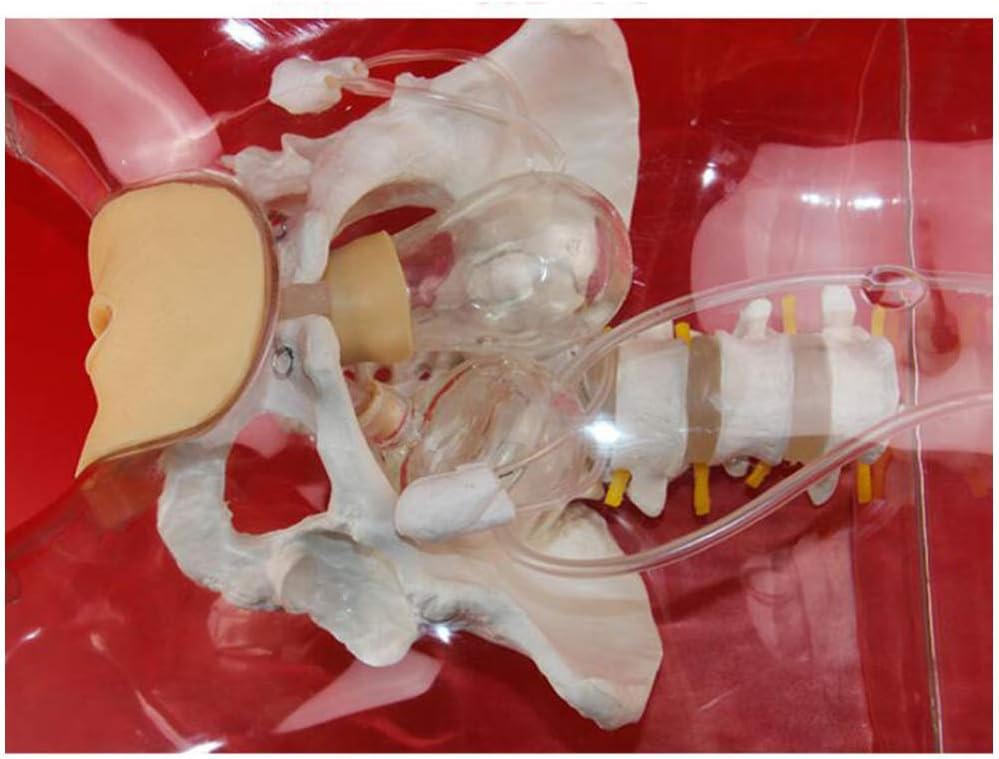Catheterization Model Transparent Female Catheter Training Mold Human ...