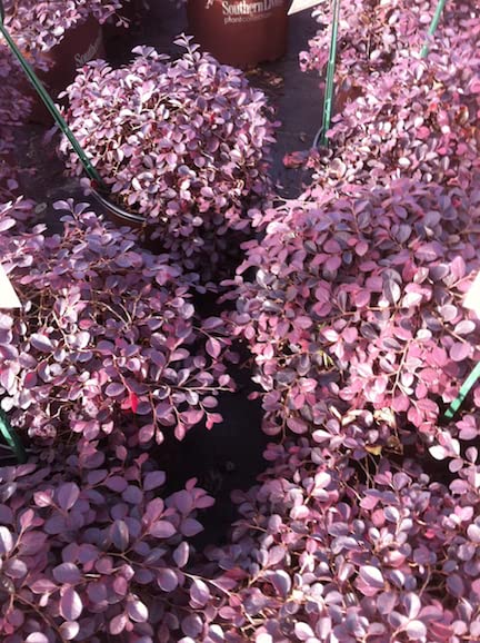 Amazon.com : Purple Pixie® Dwarf Weeping Chinese Fringe-Flower ...