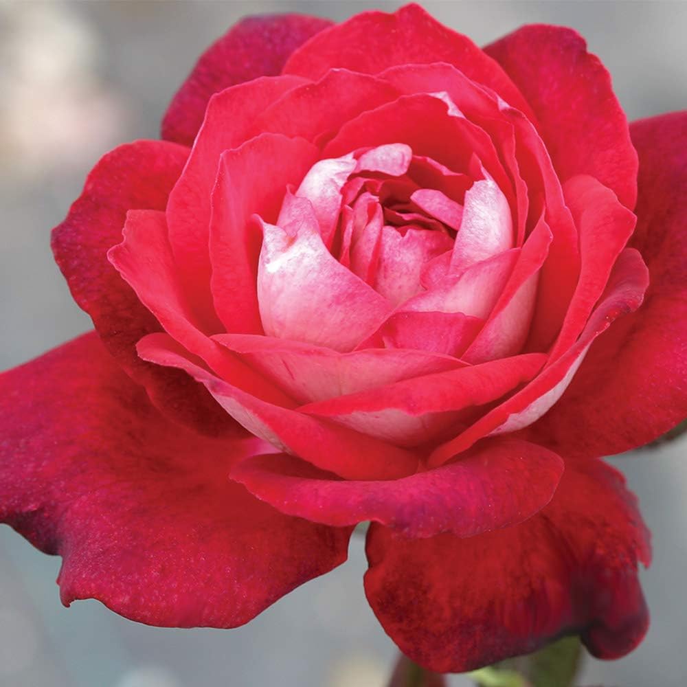 Amazon.com : Heirloom Roses Rose Plant - El Catala Red Rose Bush, Hardy ...