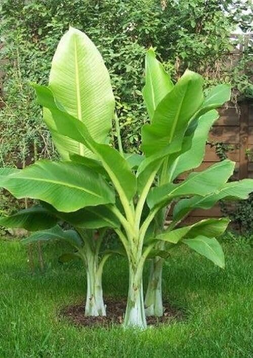 Baromasi Banana Tree Plant – Live Fruit Sapling – Pack of 1 : Amazon.in ...