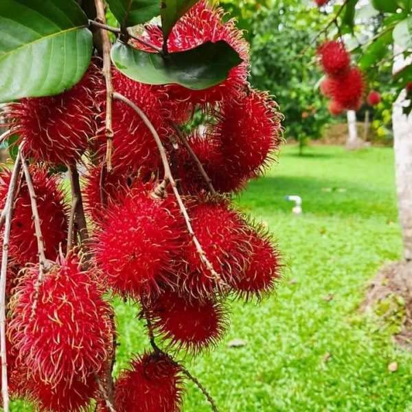 SANJU Rare Grafted Rambutan "N-18" Hybrid Variety - 1 Live Plant For ...