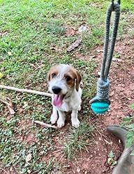 Pet Supplies : Black Rhino Tetherball Set for Dogs - Heavy Duty Outdoor ...