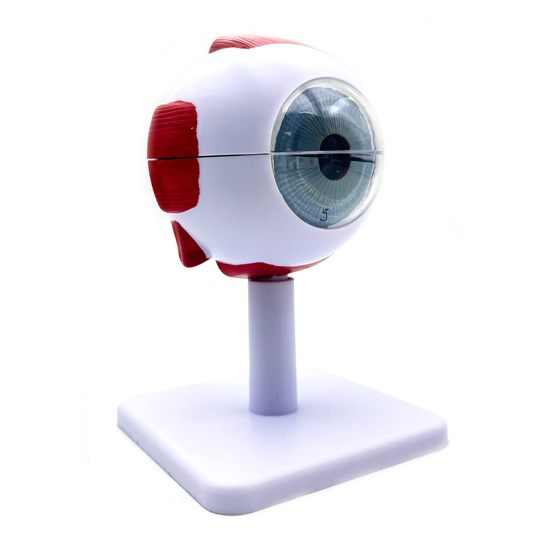 Buy XINDAM 3X d Human Eye Anatomical Model,Anatomically Accurate Eye ...