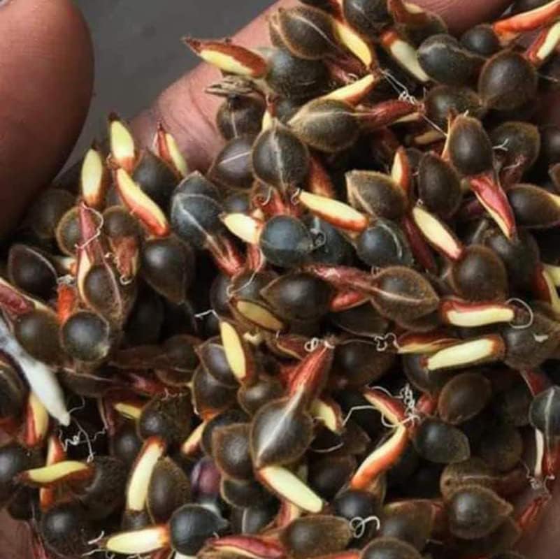 Nature Boon Organic Assam Agarwood Seeds
