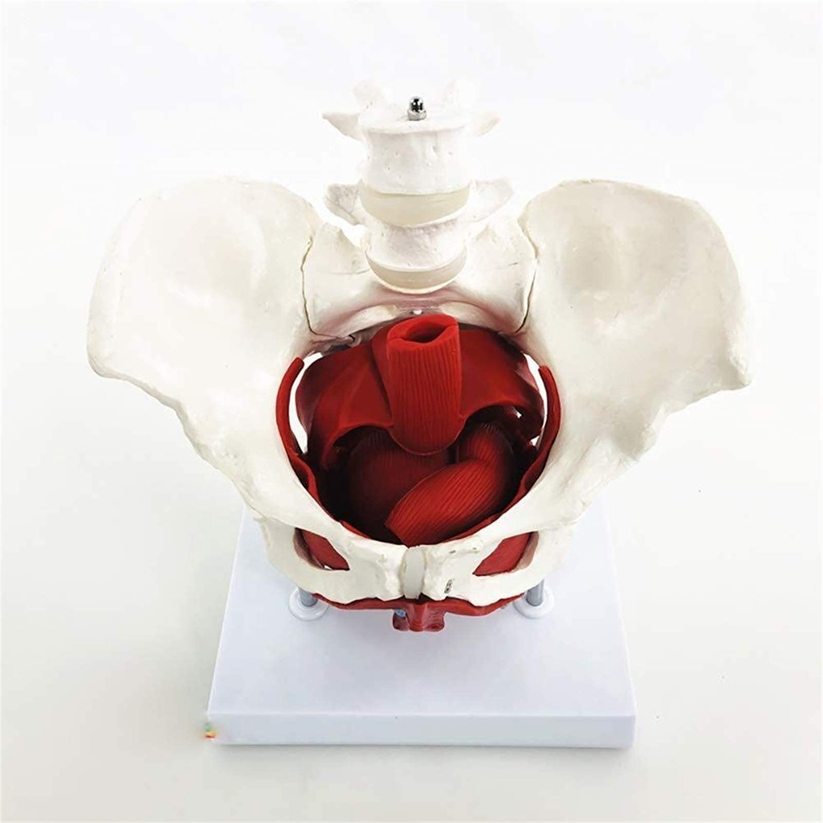 Buy Study Model Human Torso Model Pelvic Model Female Pelvis Anatomy ...
