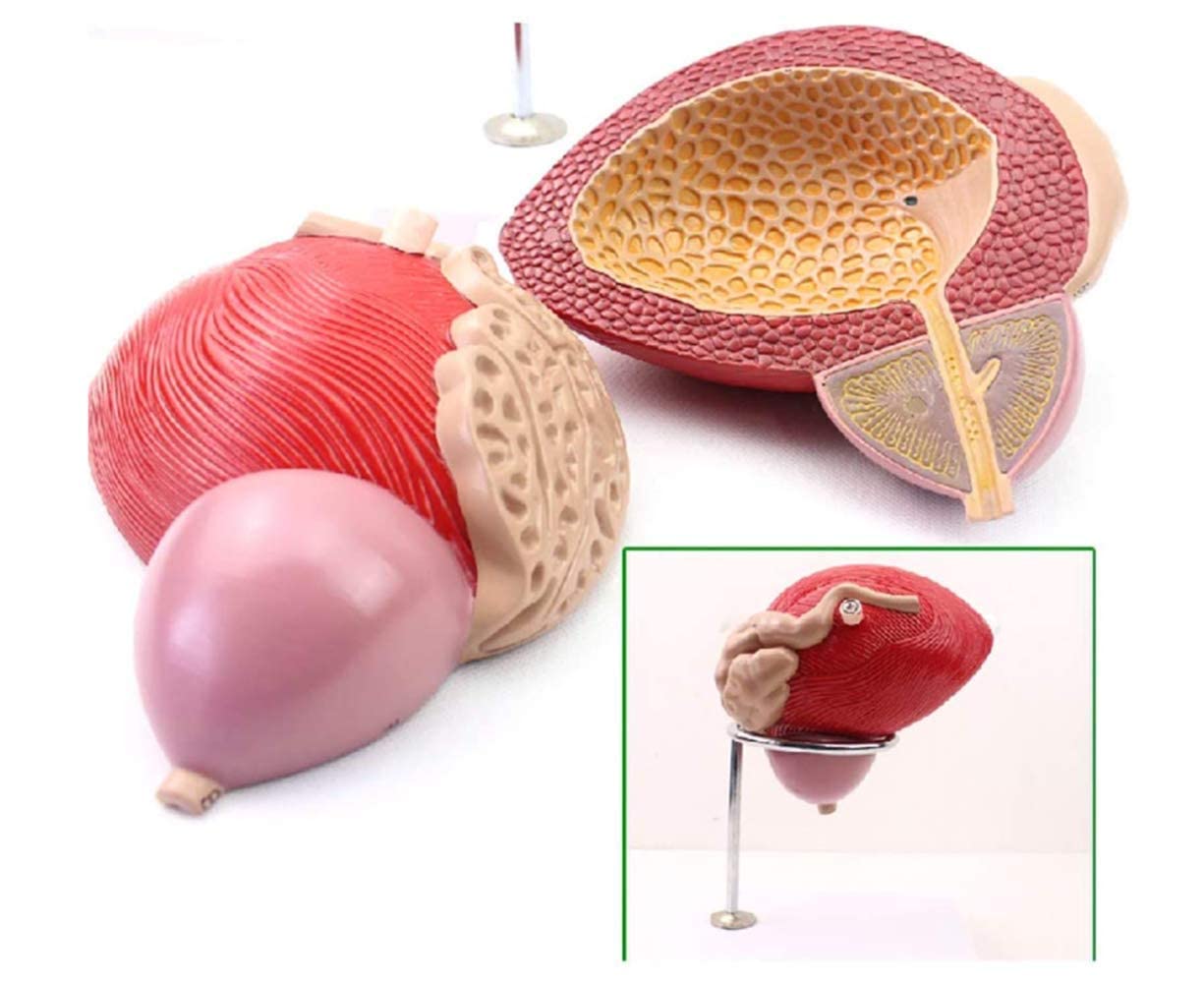 Anatomy Model Human Bladder Prostate Model 3 Times Life Size ...