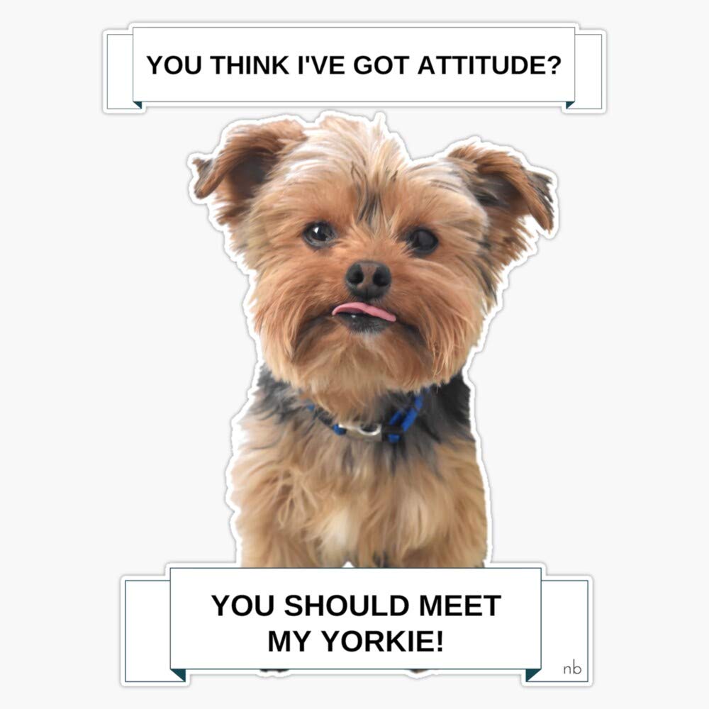 Funny Yorkie Memes Friday Fur Baby Fun: God Makes Yorkshire Terriers