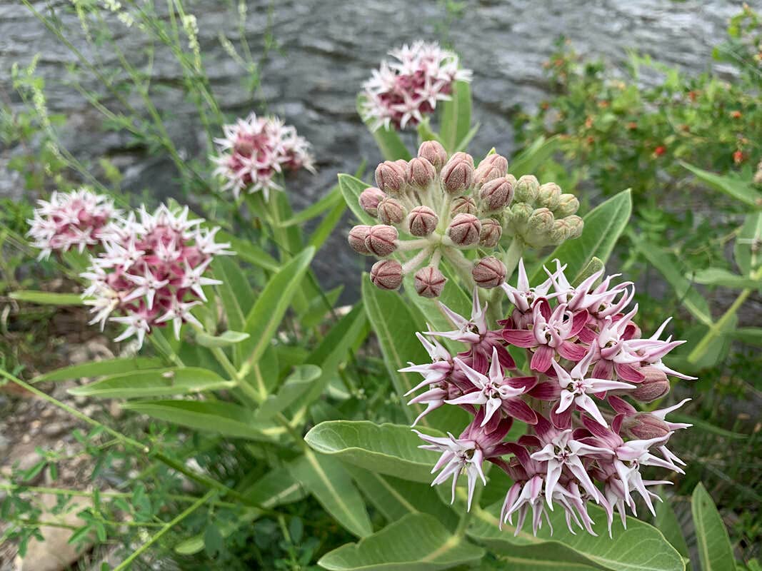 Butterfly Weed Pink