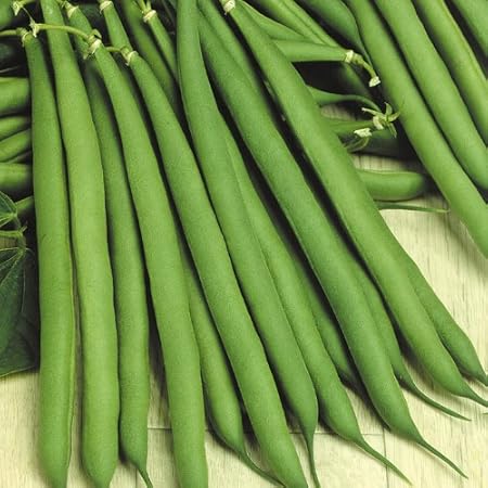 Creative Farmer High Yield Dwarf French Bean Vegetable Seeds : Amazon ...