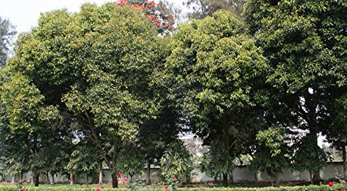 Creative Farmer Birth Star Tree : Elangi - Anizham Seeds For Kitchen ...