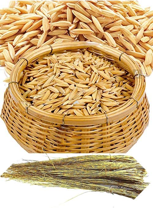 Dhan Paddy Seeds For Pooja & Germination Dhaan Puja with Puja Khush ...
