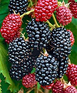 Amazon.com : Chester Blackberry - 5 Blackberry Plants - Everbearing ...