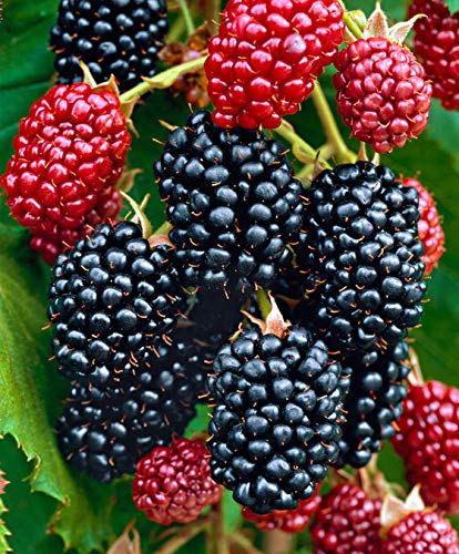 Amazon.com : Chester Blackberry - 5 Blackberry Plants - Everbearing ...